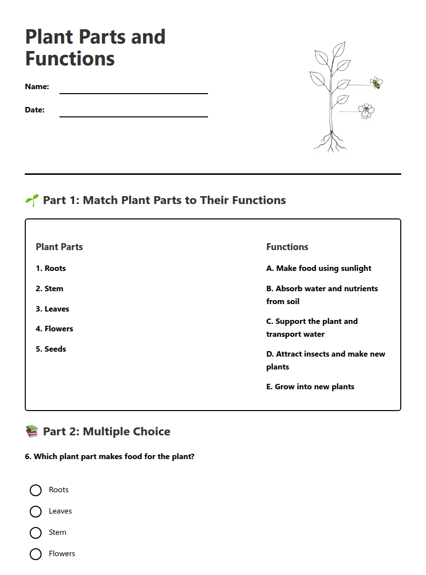 Plant Parts and Functions — Free Printable Worksheet for Science | Kuraplan